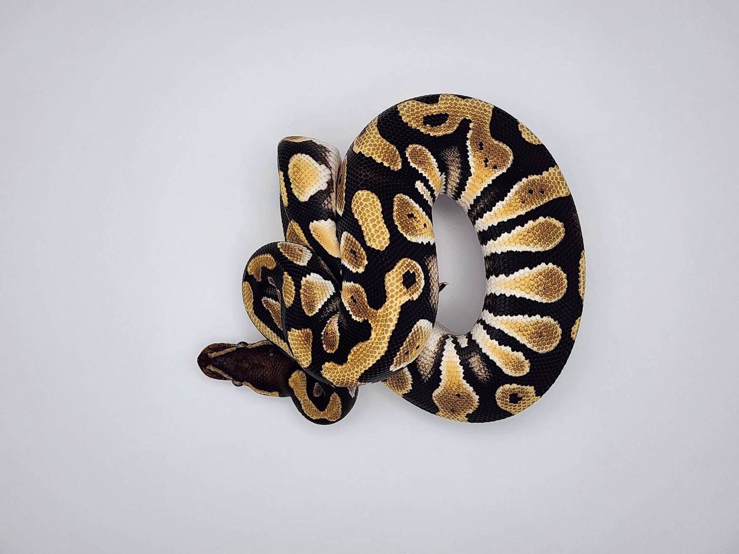 Orange Dream Phantom Ball Python by The Royal Pythons - MorphMarket