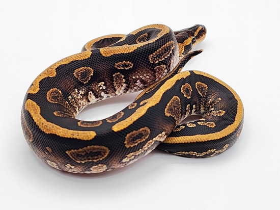 Mahogany Yb Ball Python by The Royal Pythons