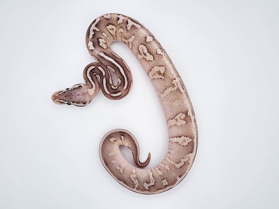 Pewter Lesser Shrapnel Het Desert Ghost Ball Python by The Royal Pythons