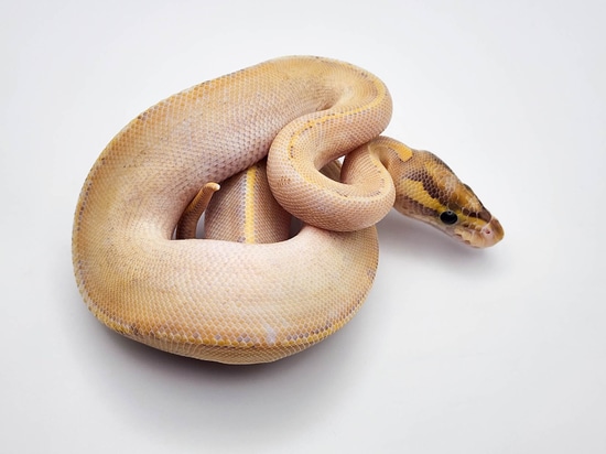 Blackhead Enchi Ivory Ball Python by The Royal Pythons