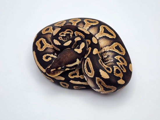 Phantom Green Pastel Yb Ball Python by The Royal Pythons