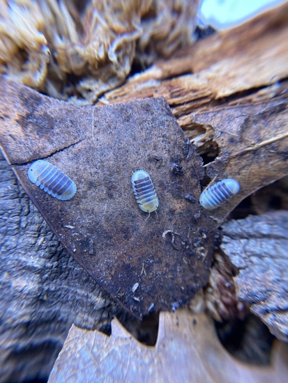 Cubaris Sp. “Jupiter” $8ea. Isopod by Rollypolliesonaroll