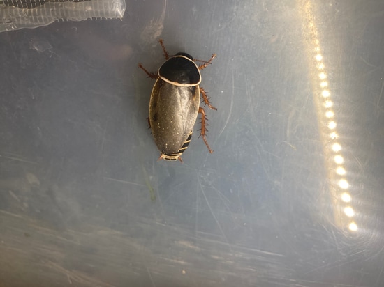 Simandoa Conserfariam Extinct Roaches $5ea. Cockroach by ...