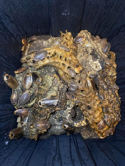Archimandrita Tesselata Giant Peppered Roaches $4ea. Cockroach by ...
