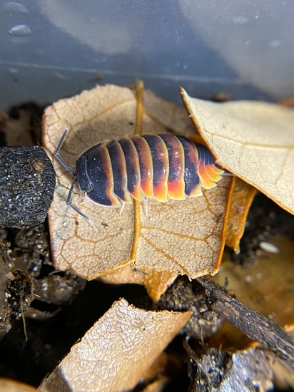 RARE 🚨 Merulanellas “Red Ember Bees” Isopods by Rollypolliesonaroll