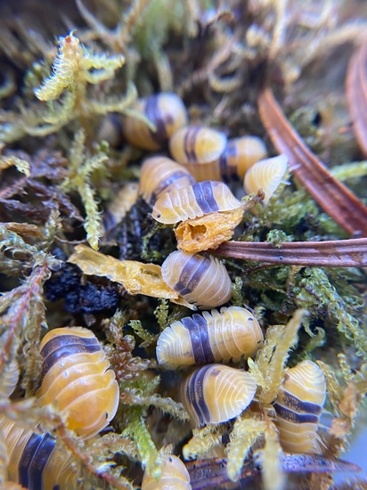 10ct Cubaris Sp. “Amber Isopod by Rollypolliesonaroll