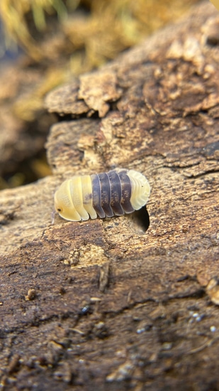 Cubaris Sp. Rubber Bee Isopods $8ea. by Rollypolliesonaroll