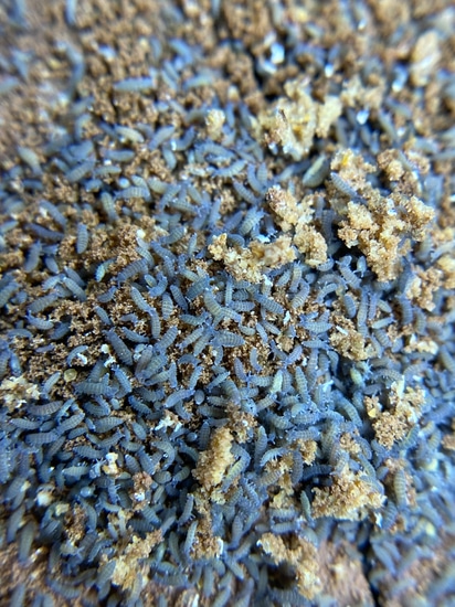 Ceratophysella Sp. "Lilac Springtails" Starter Culture 40ct More ...