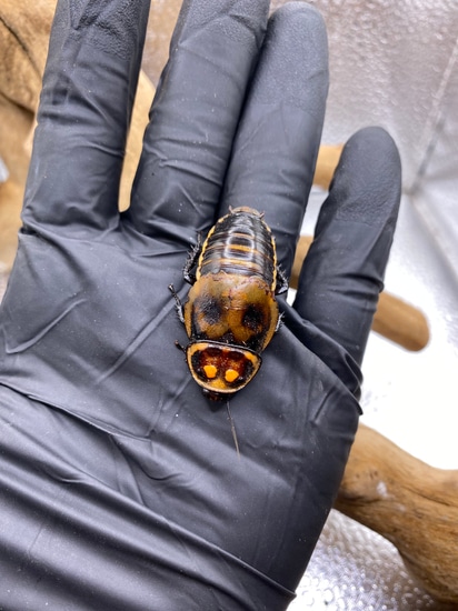 Watry Glow Spot Roaches, Lucihormetica Subcincta Cockroach by ...