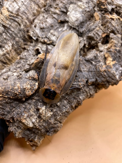 Blaberus Sp. “Hybrid Cockroach by Rollypolliesonaroll