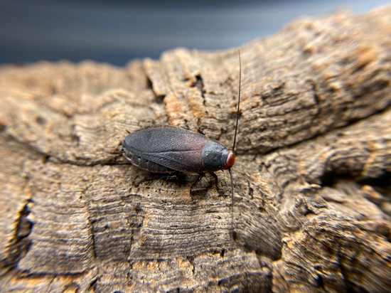 Red Headed Roach, Oxyhaloa Duesta Cockroach by Rollypolliesonaroll