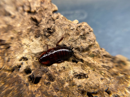 African Bullets Roach, Neostylopyga Propinqua Cockroach by ...