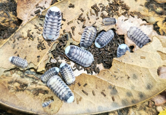 RARE 5ct Cubaris Sp. White Tiger Isopods by Rollypolliesonaroll