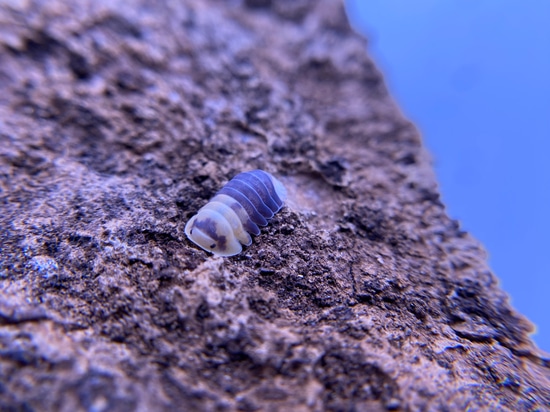 RARE 6ct Cubaris Sp. Snow Bee Isopods by Rollypolliesonaroll