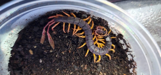 🚾 Flag Tail Centipede, Alipes Grandidieri by Rollypolliesonaroll