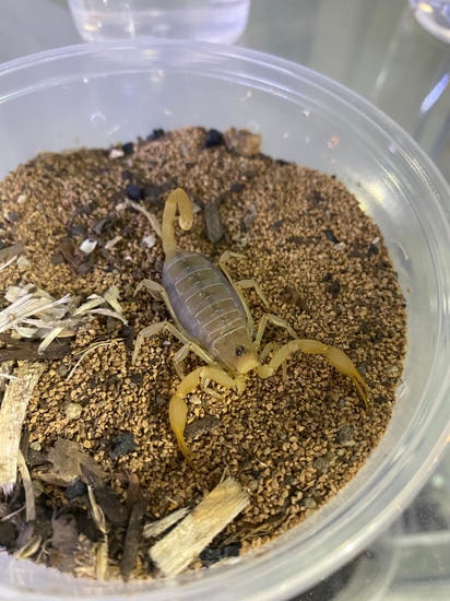 🚾 Dune Scorpions, Smeringurus Mesaensis by Rollypolliesonaroll