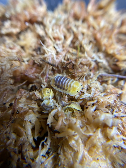 Cubaris Sp. Jupiter Isopods by Rollypolliesonaroll