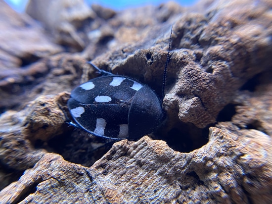 Domino Roaches, Therea Petiveriana Cockroach by Rollypolliesonaroll