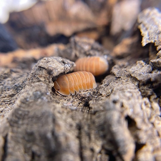 Cubaris Sp. Citrus Isopod by Rollypolliesonaroll