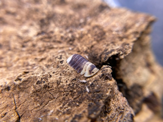 Cubaris Sp. Snow Bee Isopod by Rollypolliesonaroll