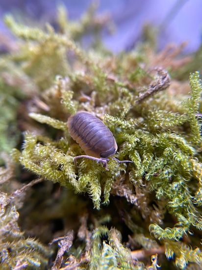 Cubaris Sp. Red Edge Isopod by Rollypolliesonaroll