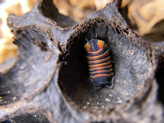 RARE 5ct Merulanella “Red Ember Bees” Isopods by Rollypolliesonaroll