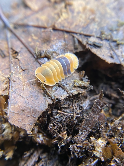 Cubaris Sp. Amber Isopods by Rollypolliesonaroll