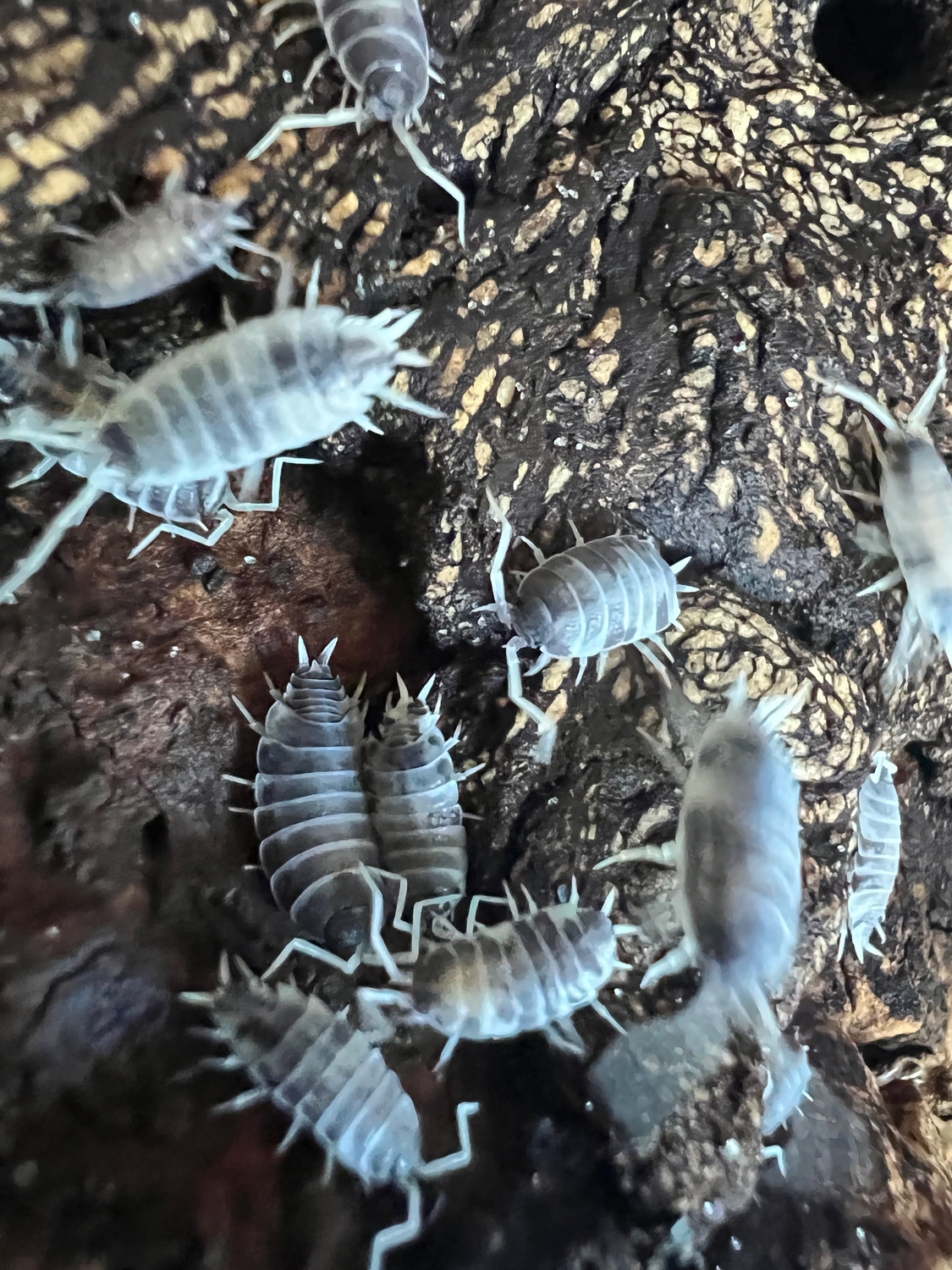 Porcellionides Pruinosus “Oreo Crumbles"10+ Count Isopod by Lex’s ...
