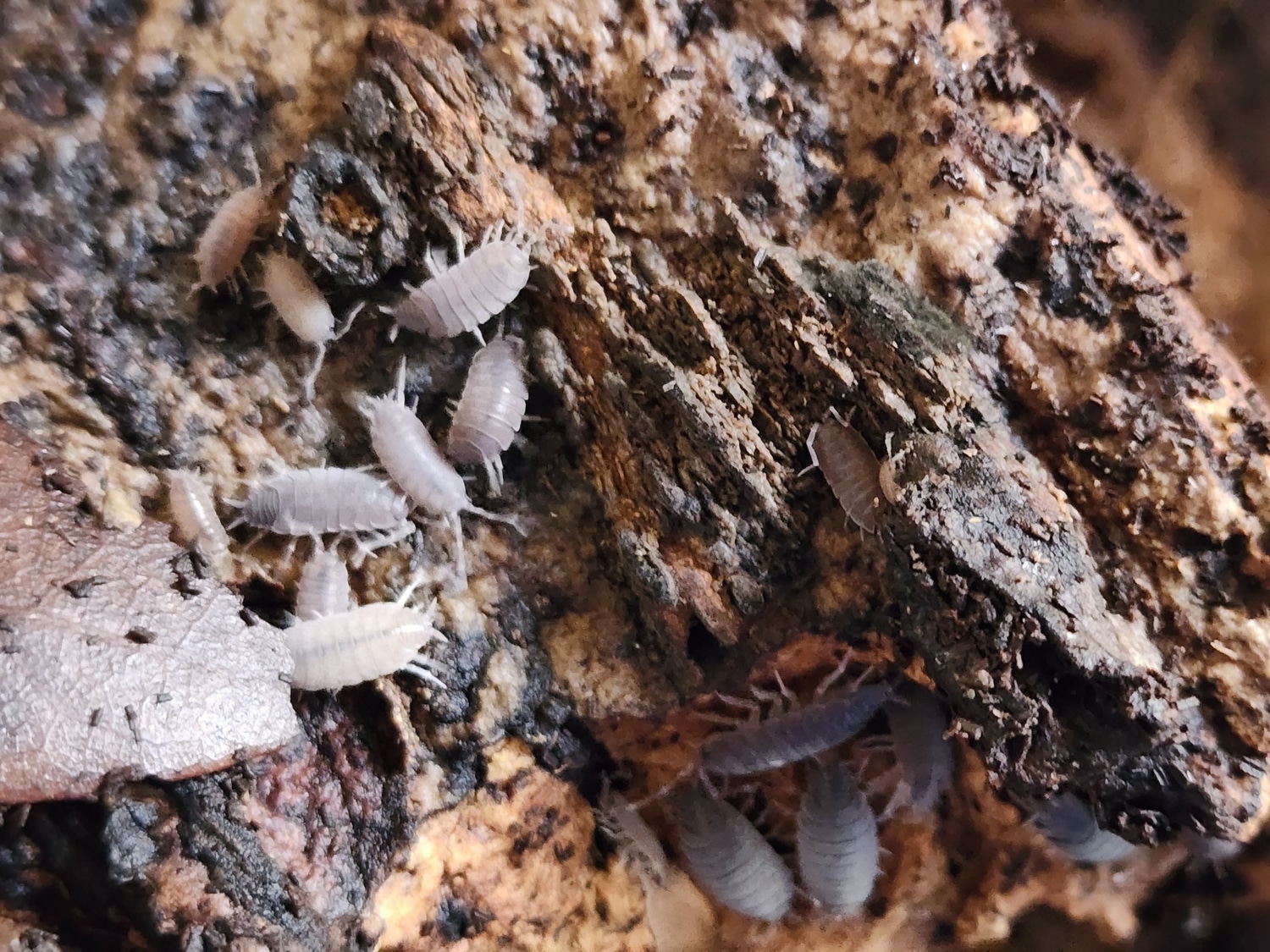 Porcellionides Pruinosus “Powder Blue" 10+ Count Isopod by Lex’s ...