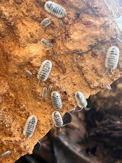 Nesodilo Archangeli “Shiro Utsuri” 10+ Count Isopod by Sunshine Isopods