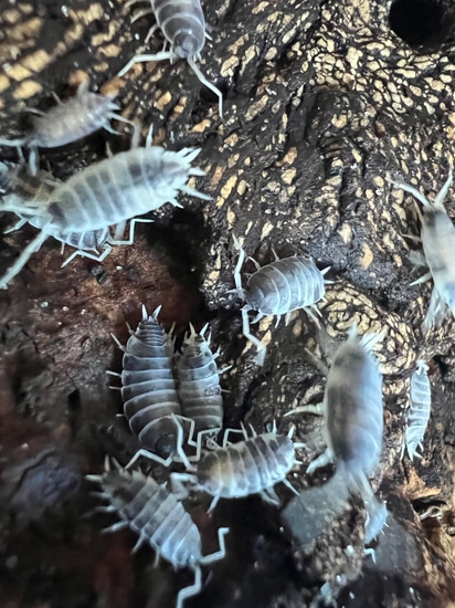 Porcellionides Pruinosus “Oreo Crumbles"10 Isopod by Sunshine Isopods