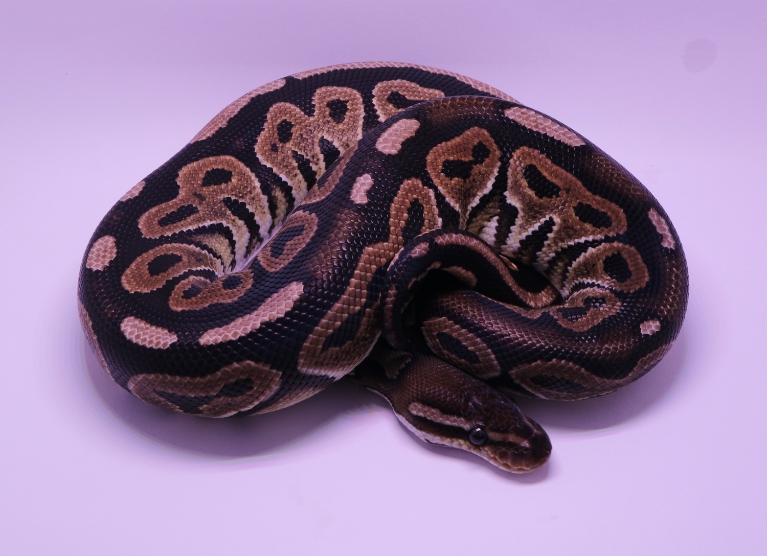 Cinnamon 50% Het Hypo Ball Python by A Tinge Of Ginge - MorphMarket