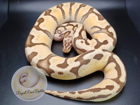 Firefly Enchi Poss Super Enchi Ball Python by Royal Rose Reptiles