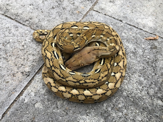 50% SD/D Platinum PH Anery Reticulated Python by Herpetofauna Company