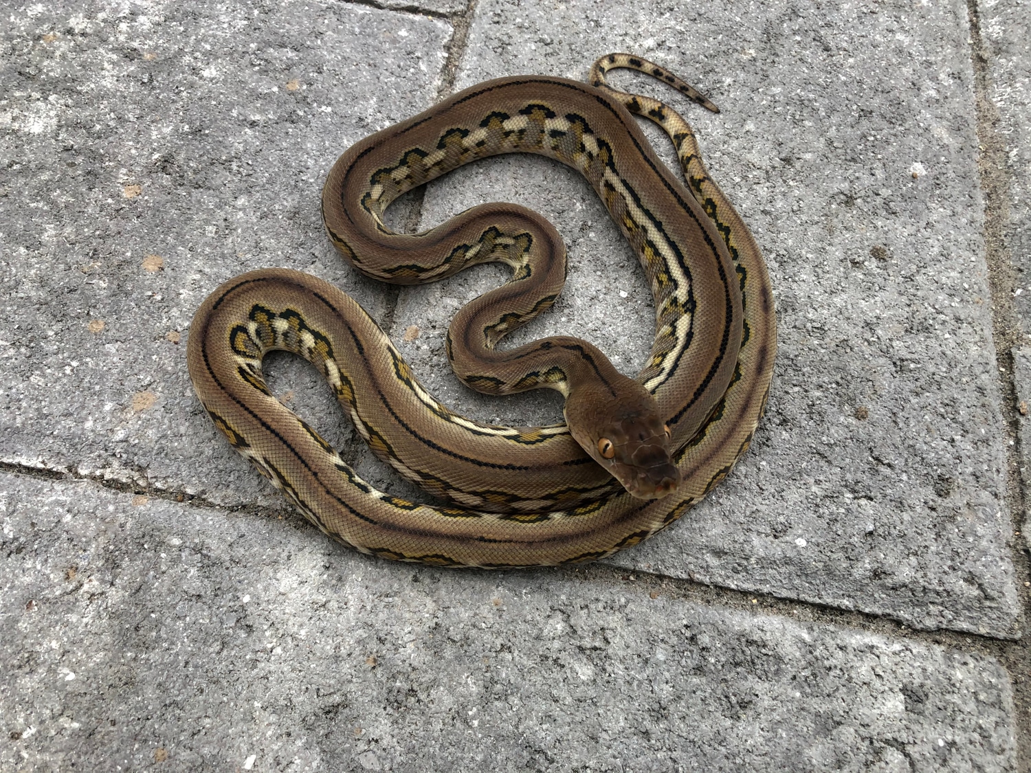 75% SD Kalaotoa Jaguar Reticulated Python by Herpetofauna Company ...