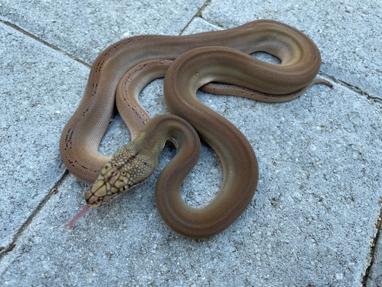 25% SD Kalaotoa GC Phantom Reticulated Python by Herpetofauna Company