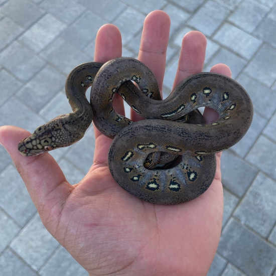 25% SD Kalaotoa GC Phantom Reticulated Python by Herpetofauna Company