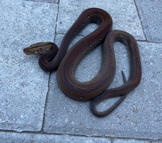25% SD Kalaotoa GC Pos Het OGS Reticulated Python by Herpetofauna Company