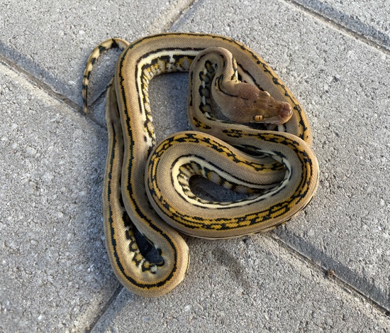 75% D/SD Jaguar Reticulated Python by Herpetofauna Company