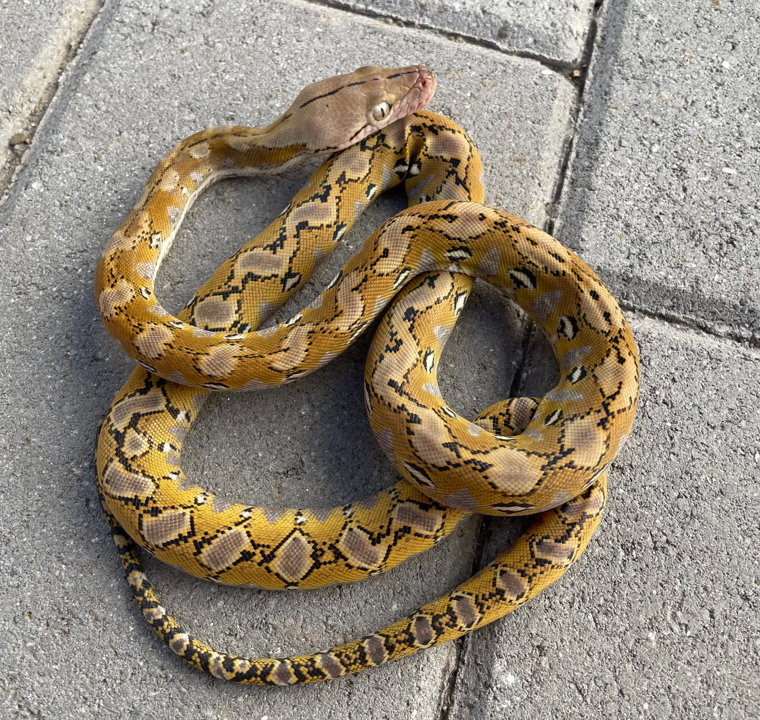 62.5% Dwarf Ternate/Jampea Platinum Reticulated Python by Herpetofauna ...