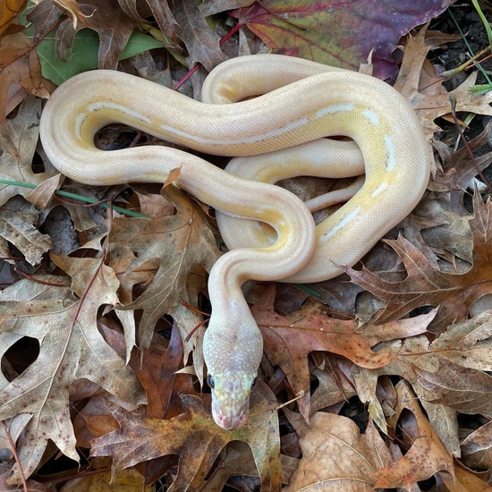 62.5% Dwarf Ternate/Jampea Ivory Reticulated Python by Herpetofauna Company