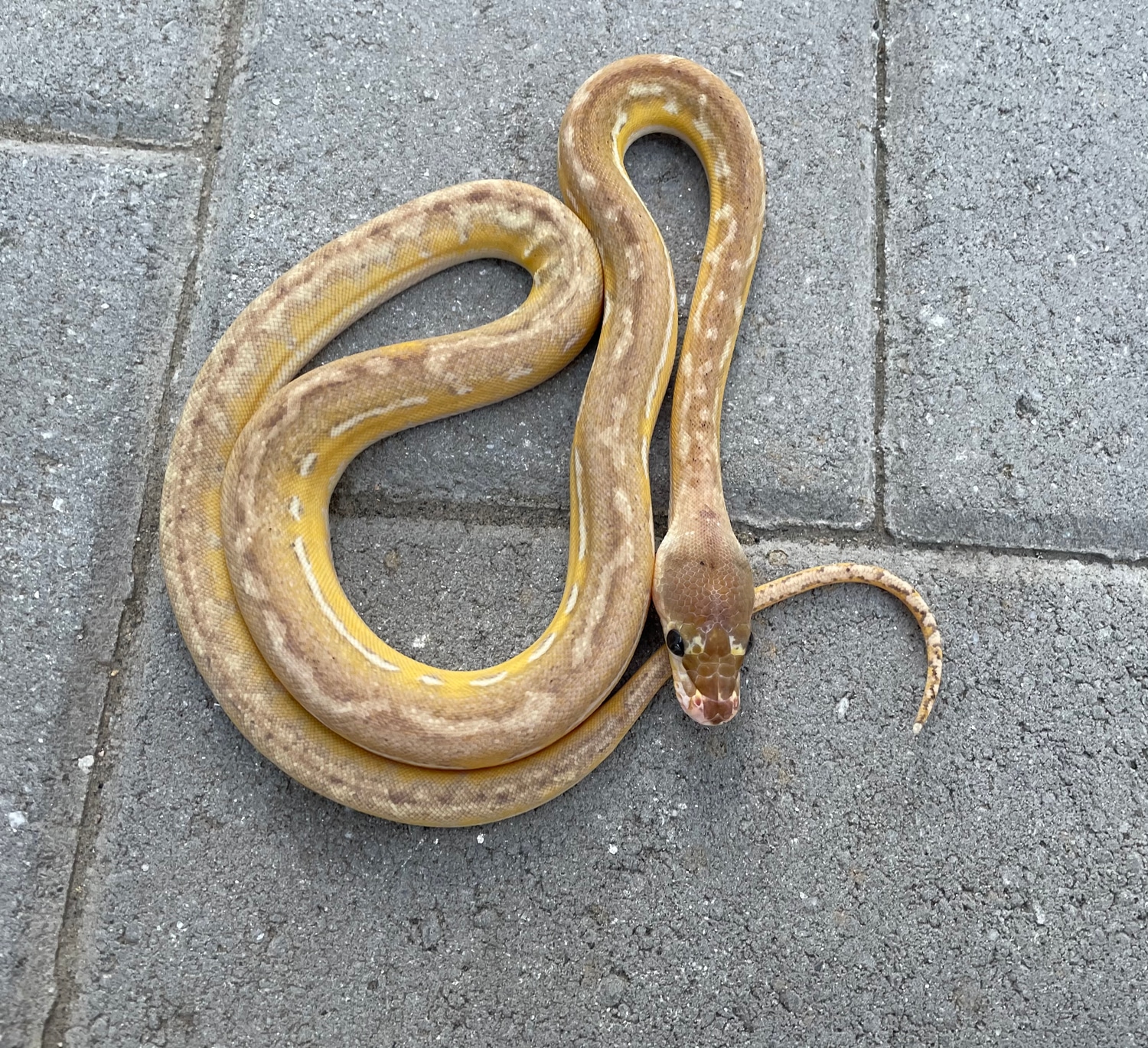 50% Ternate/12.5 % Jampea Ivory Reticulated Python by Herpetofauna ...