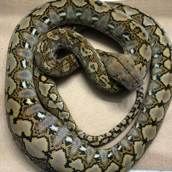 Pure SD Reticulated Python by Herpetofauna Company