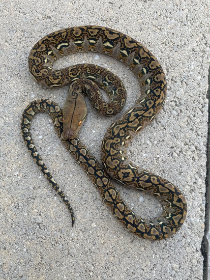 50% Kalaotoa/50% Ternate Reticulated Python by Herpetofauna Company