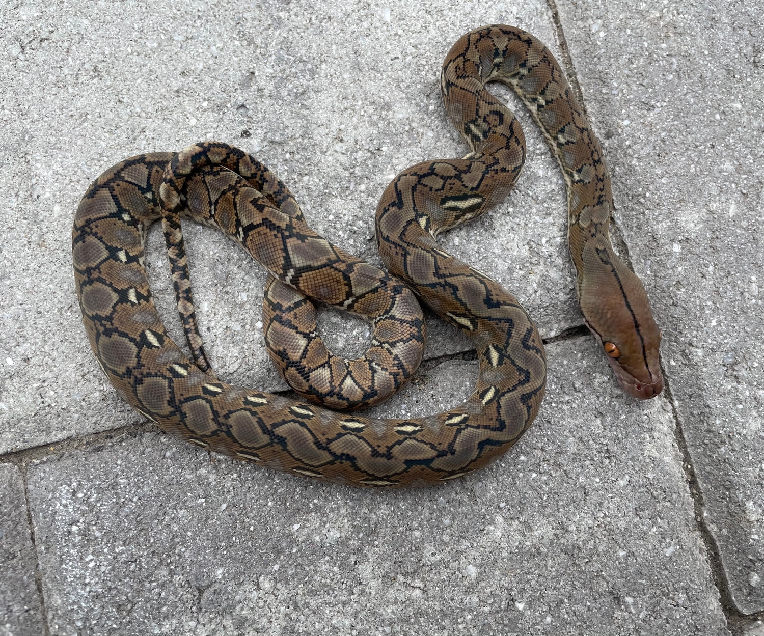 62.5% Kalaotoa/Madu SD Wildtype 100% Het Anery Reticulated Python by ...