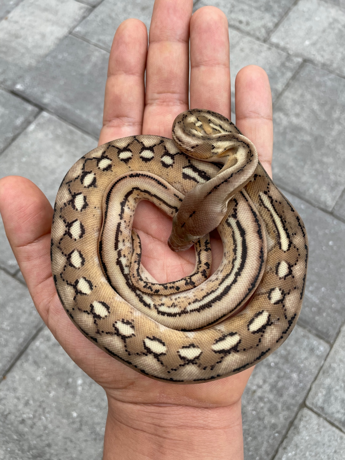 62.5% Kalaotoa/Madu SD Platinum Tiger 100% Het Anery Reticulated Python ...