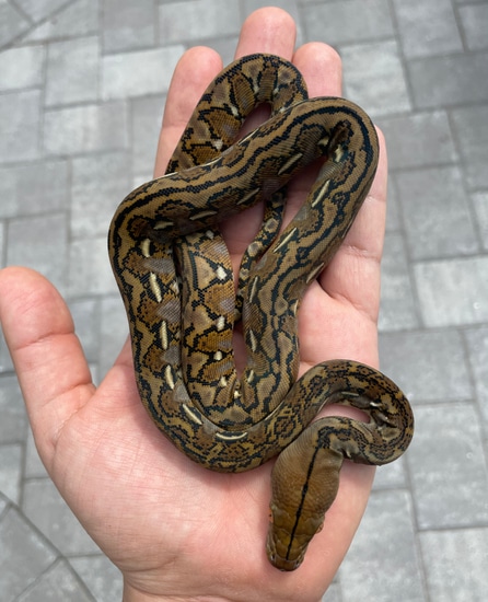75% D/SD Wildtype Reticulated Python by Herpetofauna Company