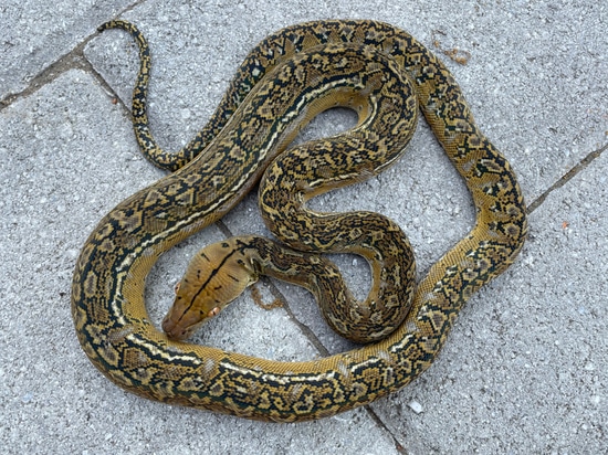 75% D/SD Marble Reticulated Python by Herpetofauna Company