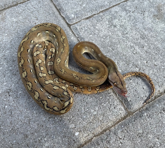 68.75% Kalaotoa/Madu SD Anery Phantom Reticulated Python by ...