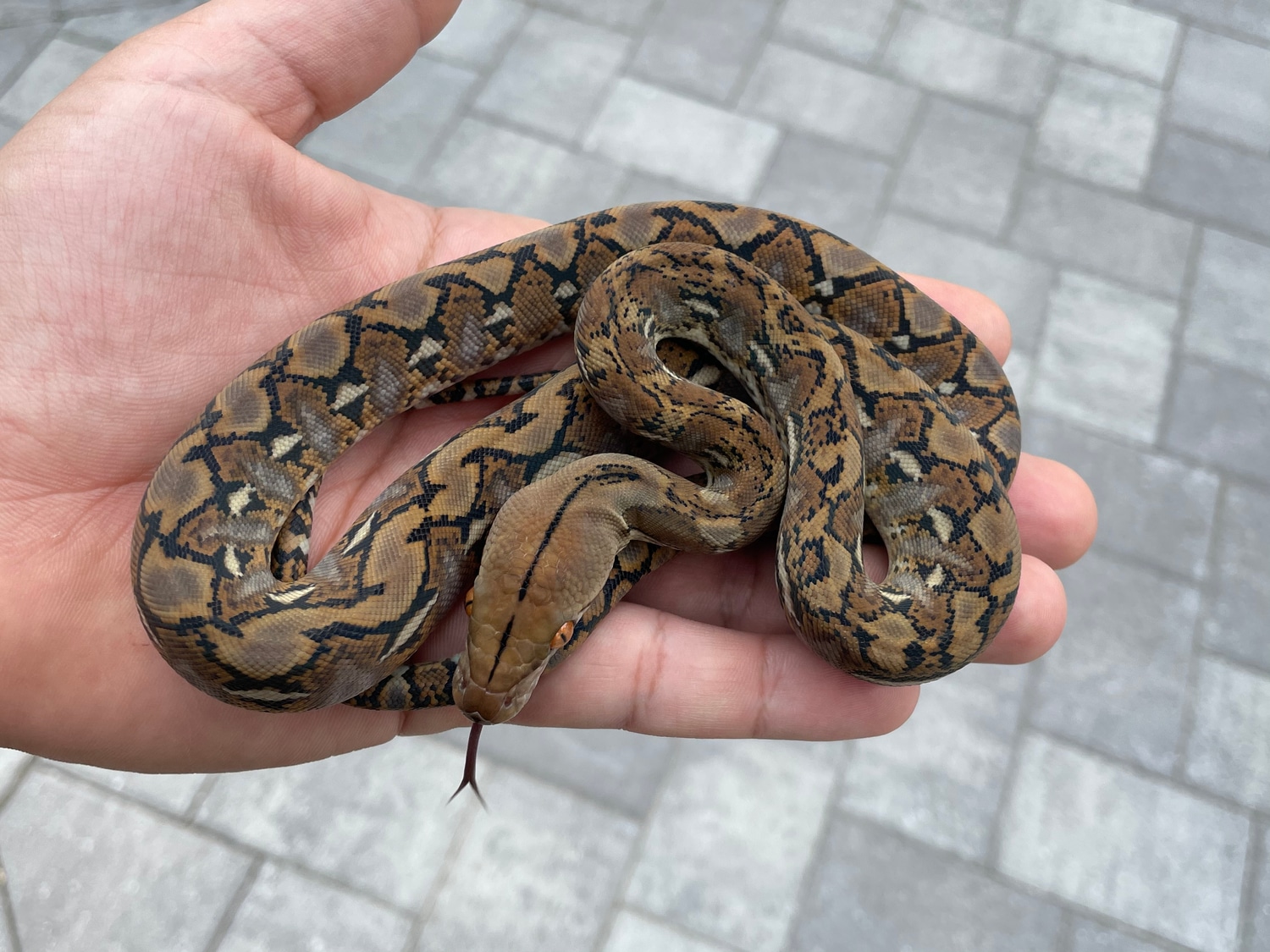 62.5% Kalaotoa/Madu Wildtype 100% Het Anery Reticulated Python by ...